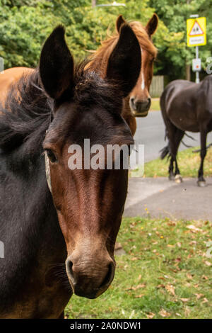 New Forest Ponies (and mule Stock Photo - Alamy