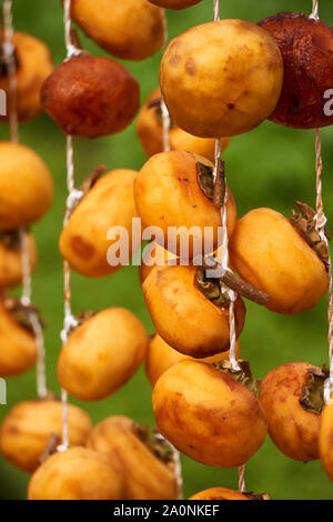 Hoshigaki (dried persimmons - Diospyros kaki) hang on ropes on an ...