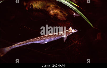 Four-eyed fish (Anableps anableps Stock Photo - Alamy