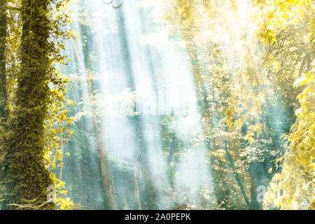 Filtered sun rays seen through tree leaves Stock Photo - Alamy