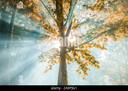 Filtered sun rays seen through tree leaves Stock Photo - Alamy