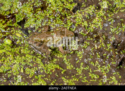 Blanchard's cricket frog, Acris blanchardi Stock Photo - Alamy