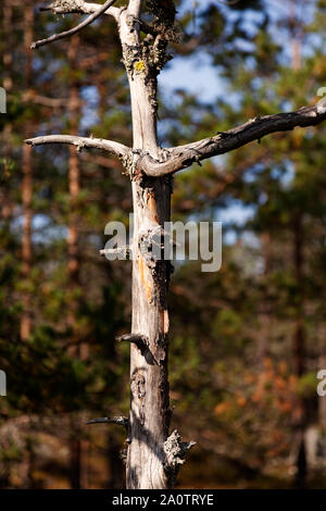 Trees without leaves on the Dead Sea shore. Minimalist landscape with ...