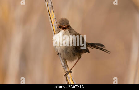 Superb Fairywren (Malurus cyaneus) female, Victoria, Australia Stock ...