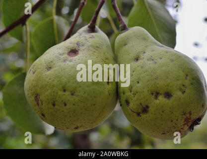 Pear scab fruit spotting on pear, Venturia pyrina Stock Photo - Alamy