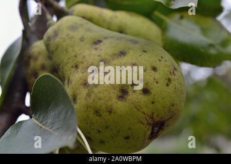 Pear scab fruit spotting on pear, Venturia pyrina Stock Photo - Alamy