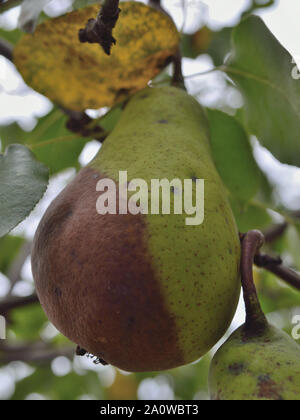 Pear scab fruit spotting on pears leaf, Venturia pyrina Stock Photo - Alamy