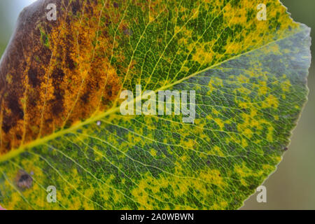 Pear scab fruit spotting on pear, Venturia pyrina Stock Photo - Alamy