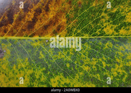 Pear scab fruit spotting on pear leaves, Venturia pyrina Stock Photo ...