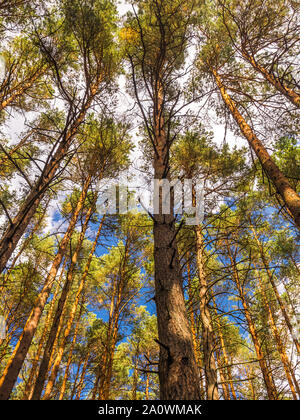 pine trees upwards shot Stock Photo - Alamy