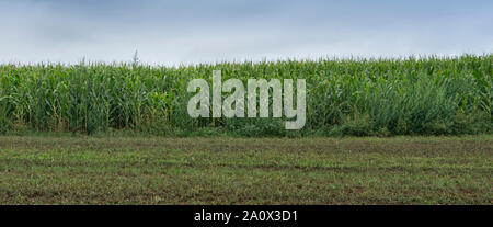 Corn plantation, Asturias, Spain Stock Photo - Alamy