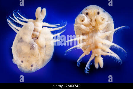 Argulus foliaceus, fish parasite, common fish louse, ventral view ...