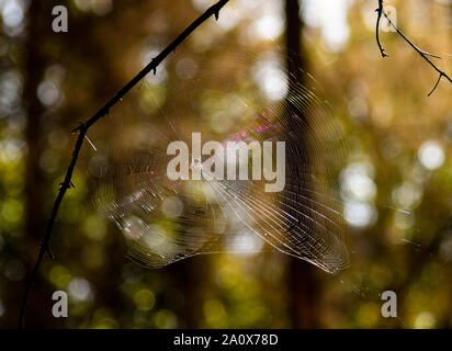 Spider in the web in the backlight. The web shimmers with all the ...