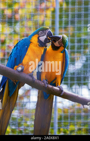 Colorful Macaw parrot couple kissing each other affection in Pantanal ...