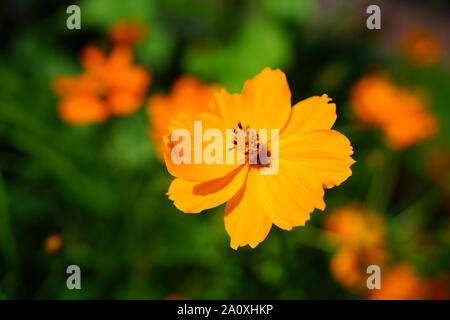 Orange coreopsis flower growing in the garden Stock Photo - Alamy