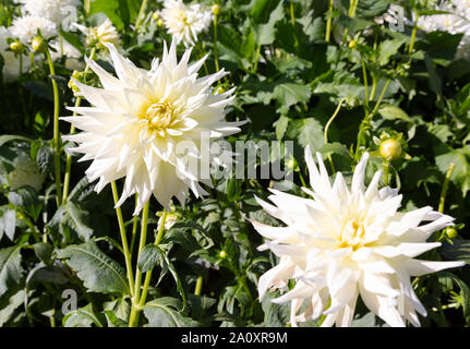 Dahlia Inca Dambuster flowering in September in the UK Stock Photo - Alamy