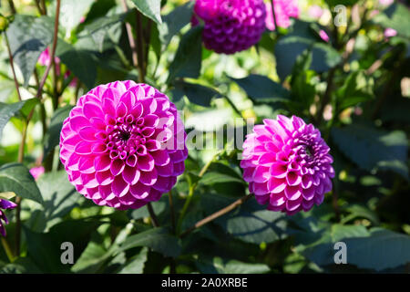 Dahlia 'Mary's Jomanda' Stock Photo - Alamy