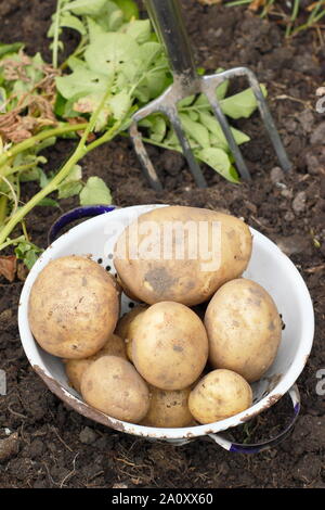 Solanum tuberosum. Harvesting ‘Marfona’ potatoes into a colander in an ...