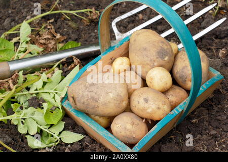 Solanum tuberosum 'Marfona'. Freshly dug potatoes in a trug on an ...