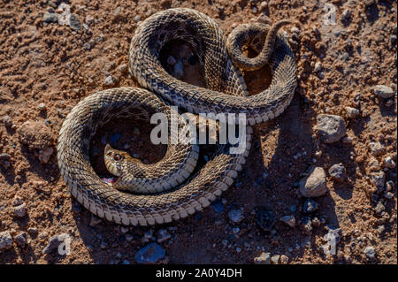 Mexican Hog-nosed Snake, (Heterdon kennerlyi), Corralitos ranch Road ...