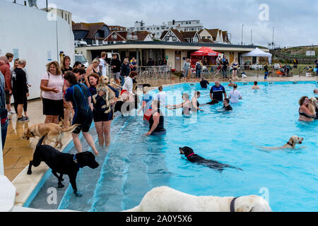 It was 'Swim With Your Dog' day at Saltdean Lido today (Saturday ...