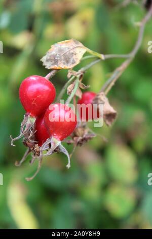 Commonly as California Wild Rose, botanically as Rosa Californica, this ...