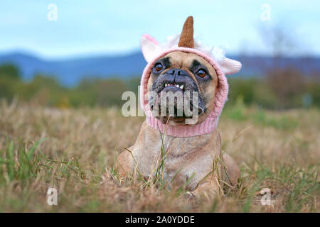 Funny French Bulldog dog with overbite showing teeth looking over ...
