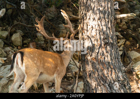 Portrait of majestic powerful adult red deer stags in Autumn Fall ...