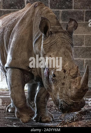 Lone male white rhino approaching camera in the South African bush with ...