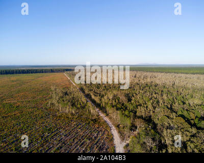 Monterey Pine plantation ( Pinus Radiata ) Canterbury, South Island ...