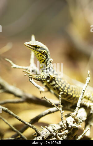 Ridge-tailed Monitor, Spiny-tailed Monitor (Varanus acanthurus Stock Photo - Alamy
