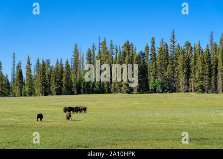 Bison grazing near the North Rim of the Grand Canyon, Arizona Stock ...