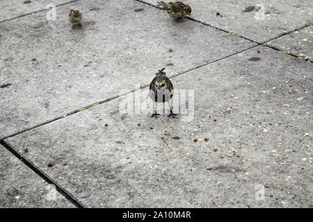 Sparrow on the street, birds in freedom, animals Stock Photo - Alamy