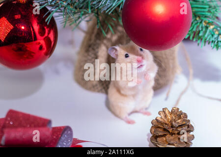 rat with colorful Christmas balls and Christmas tree, a symbol of the ...