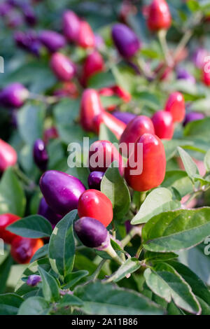 Ripe, colourful Chilli Pepper 'Loco' F1 Hybrid peppers growing on the ...