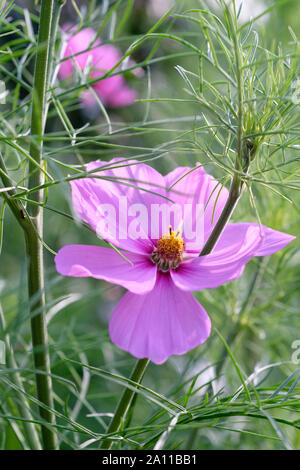 Close-up of soft pink cosmos flower with bokeh Stock Photo - Alamy