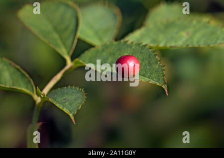Smooth Pea Galls on Dog Rose Rosa canina leaves caused by Cynipid Wasp ...