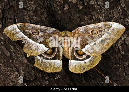 Metamorphosis of a Small Emperor Moth on a Damson Plum, plate 13 of the ...