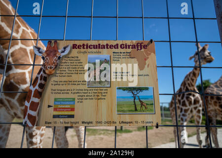 A sign on the reticulated giraffe enclosure fence with giraffes in the ...
