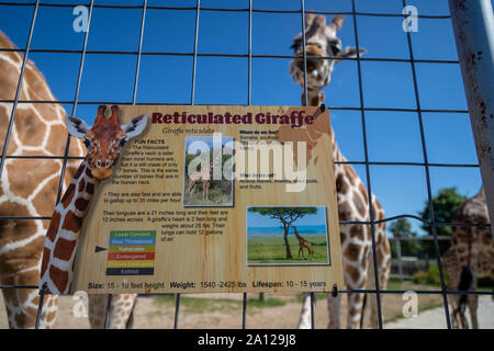 A sign on the reticulated giraffe enclosure fence with giraffes in the ...