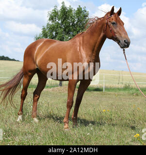 Nice Budyonny horse with bridle standing on meadow Stock Photo - Alamy