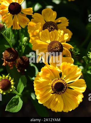 Yellow sneezeweed Helenium El dorado Stock Photo - Alamy