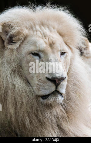 Male white lion at La Fleche Zoo in the Loire Valley, France. The white ...