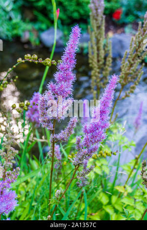 Fuzzy Purple Flowers Stock Photo - Alamy