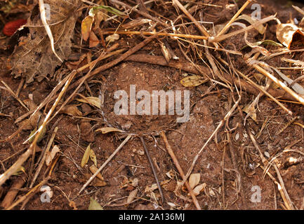 The Trap-door Baboon Spider is a sedentary terrestrial spider that ...