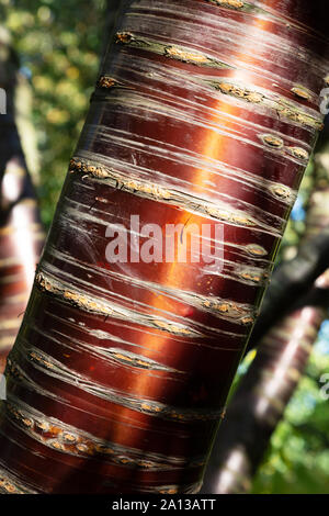 Shiny red bark of Himalayan Birch bark Cherry tree Prunus Serula 4 ...