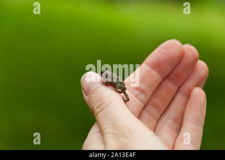Tiny little toad sitting on human finger in front of the green ...