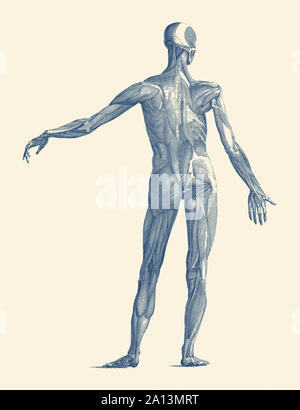 Human arms anatomy diagram, showing bones and muscles while flexing. 2 ...