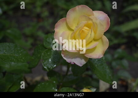 Multicolour roses with amazing combination. Pink rose close up with ...