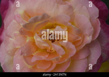 Floribunda, Rose, noble rose. Yellow and Orange Rose plants. A Plant ...